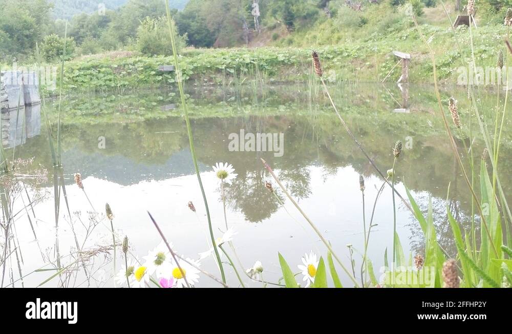 Breeding ponds Stock Videos & Footage - HD and 4K Video Clips - Alamy
