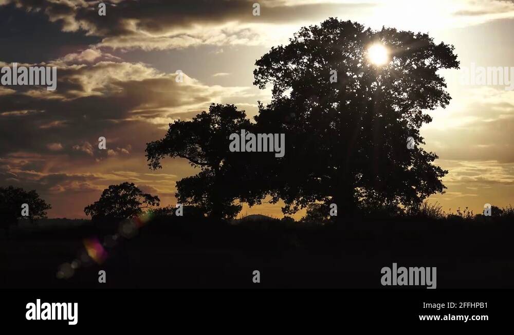 Sunlight scenic trees Stock Videos & Footage - HD and 4K Video Clips ...