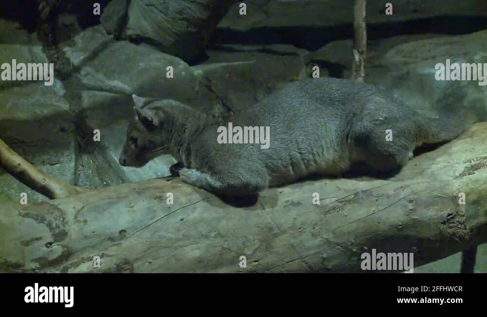 Fossa Stock Videos & Footage - HD and 4K Video Clips - Alamy