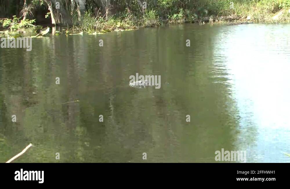 Alligator big cypress national preserve Stock Videos & Footage - HD and ...
