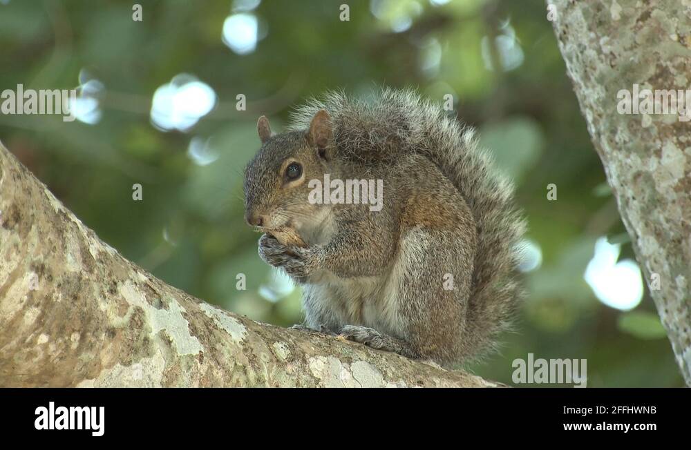 Mammals north america sciurus Stock Videos & Footage - HD and 4K Video ...