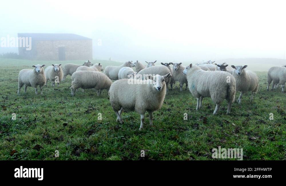 English sheep Stock Videos & Footage - HD and 4K Video Clips - Alamy