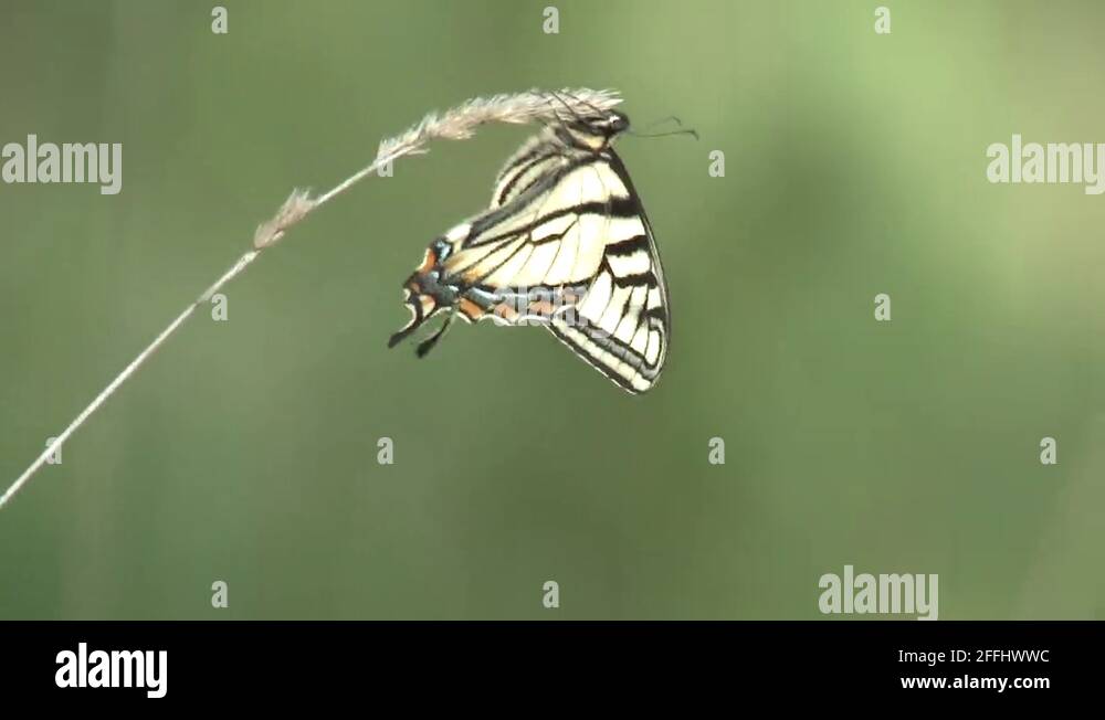Butterfly adult Stock Videos & Footage - HD and 4K Video Clips - Alamy