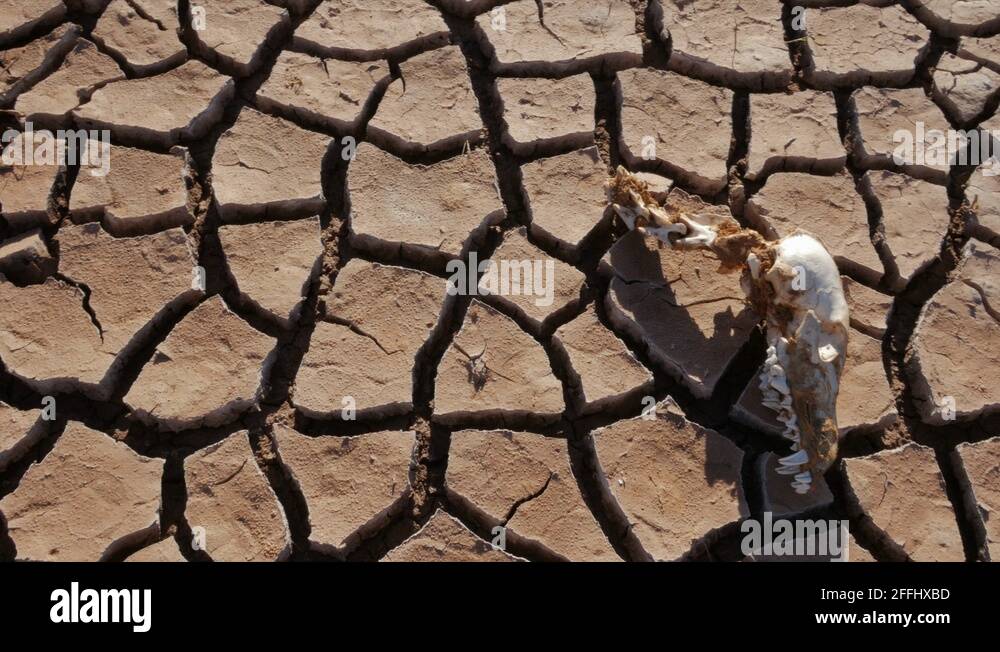 Famine and death Stock Videos & Footage - HD and 4K Video Clips - Alamy