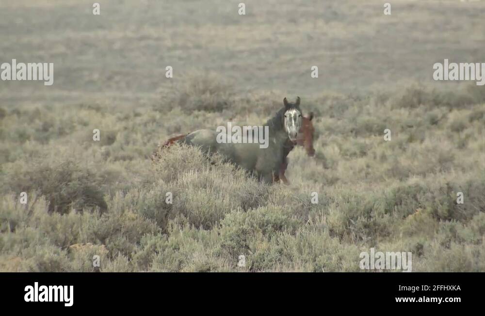 North america wild horse Stock Videos & Footage - HD and 4K Video Clips ...