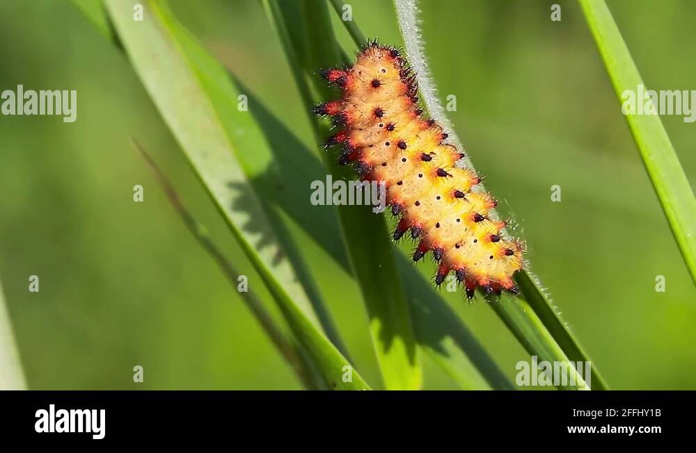 Southern festoon butterfly Stock Videos & Footage - HD and 4K Video ...