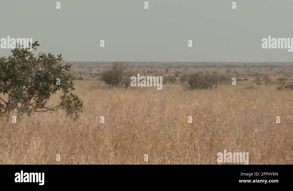 South africa national bush Stock Videos & Footage - HD and 4K Video ...
