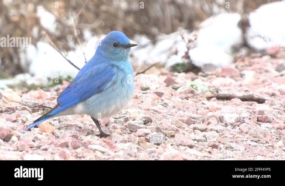 Adult bluebird Stock Videos & Footage - HD and 4K Video Clips - Alamy