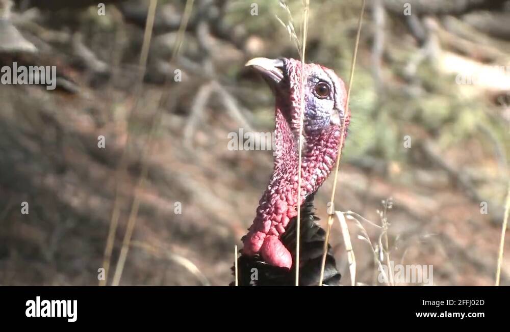Nose flap Stock Videos & Footage - HD and 4K Video Clips - Alamy