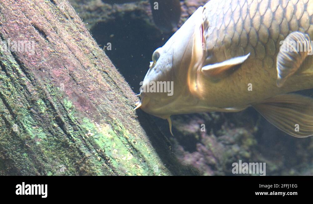 Algae eating Stock Videos & Footage - HD and 4K Video Clips - Alamy