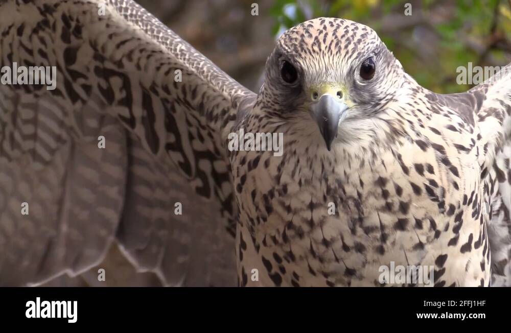 Falcon flapping wings Stock Videos & Footage - HD and 4K Video Clips ...