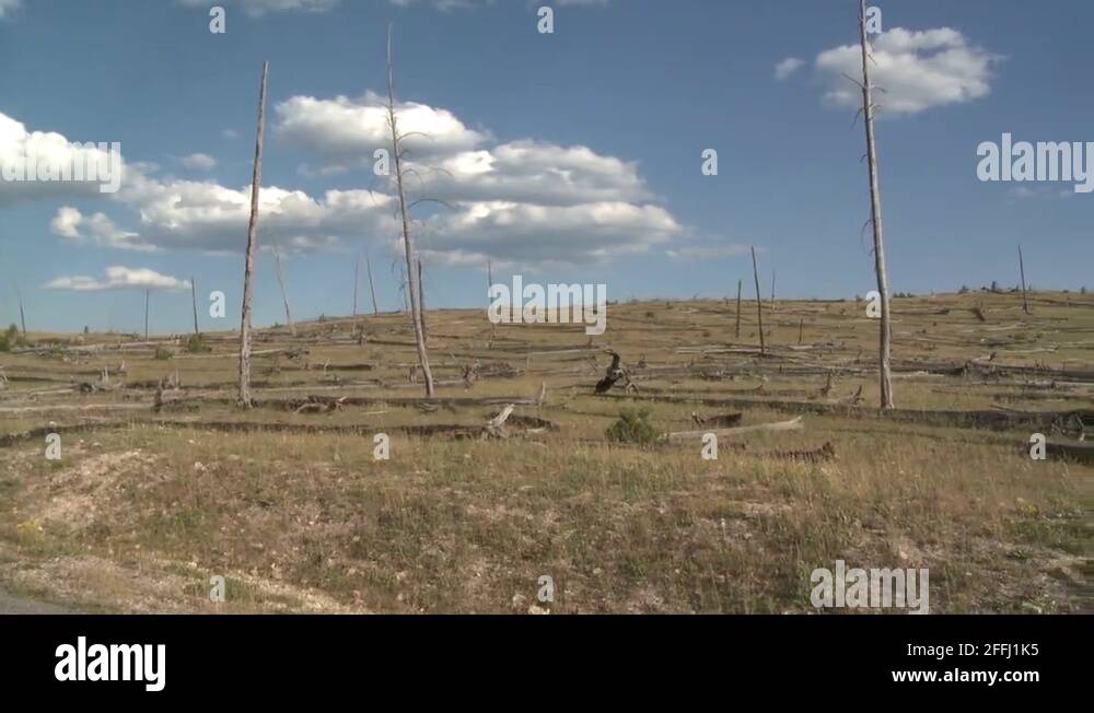 Grassland fire regrowth Stock Videos & Footage - HD and 4K Video Clips ...
