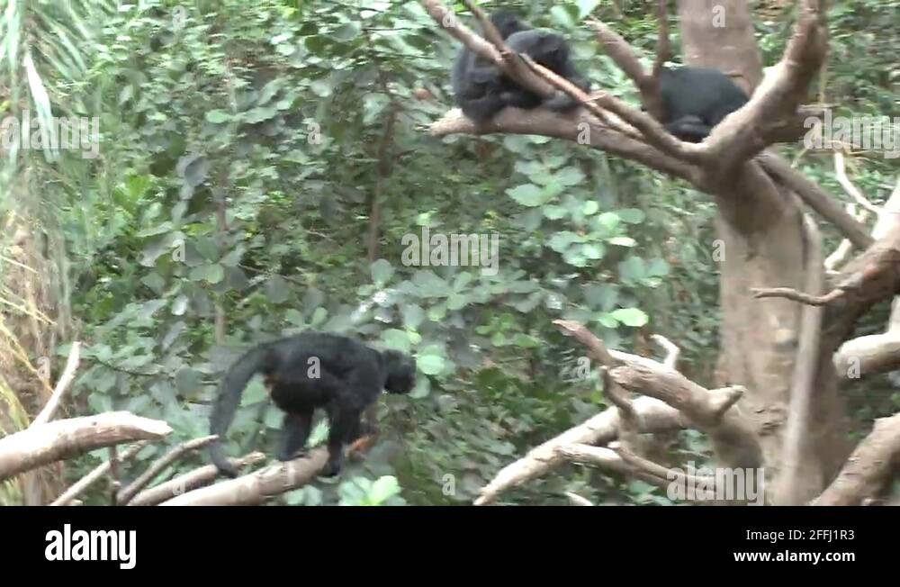 Spider monkey tail Stock Videos & Footage - HD and 4K Video Clips - Alamy