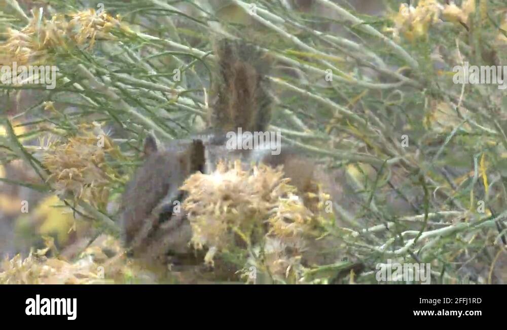 Adult eating flower Stock Videos & Footage - HD and 4K Video Clips - Alamy