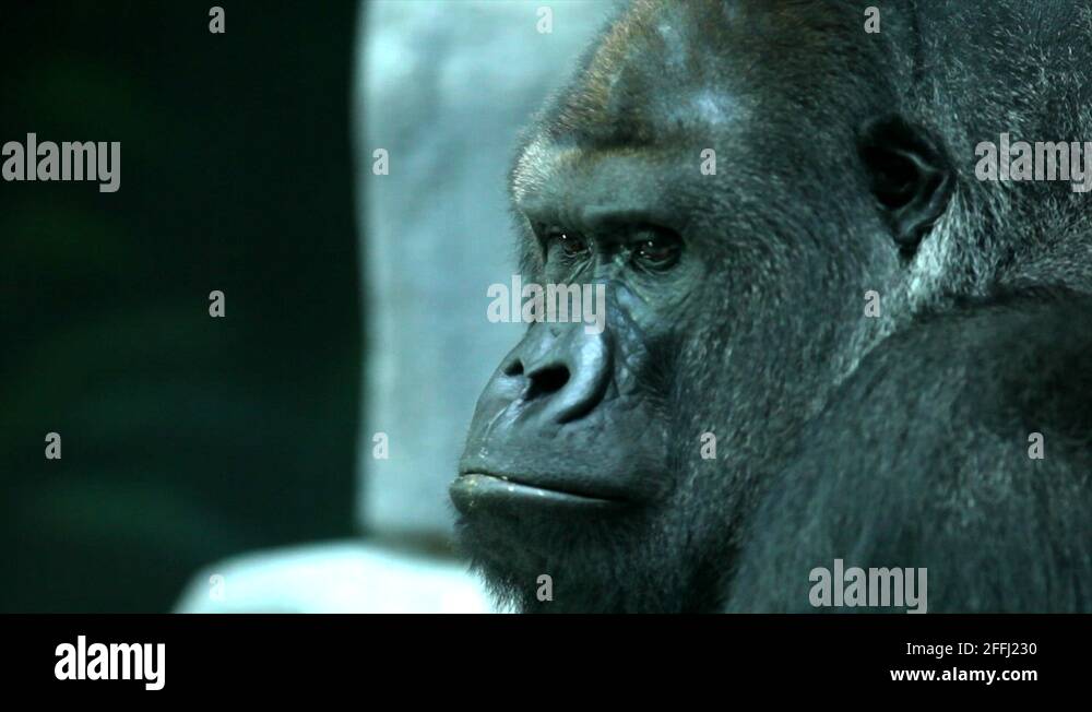 Primate eye Stock Videos & Footage - HD and 4K Video Clips - Alamy