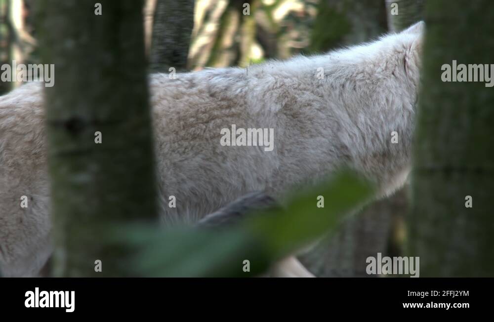 Wolf, Wolves, Gray Wolf, Timber Wolf, 4K, UHD Stock Video Footage - Alamy