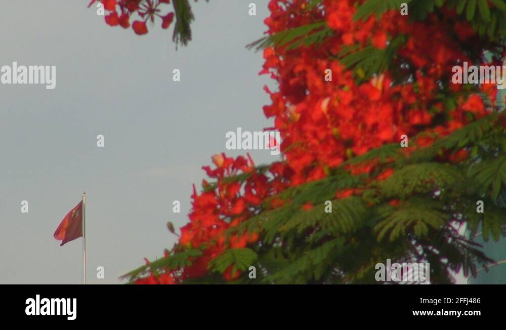 Chinese flame tree Stock Videos & Footage - HD and 4K Video Clips - Alamy