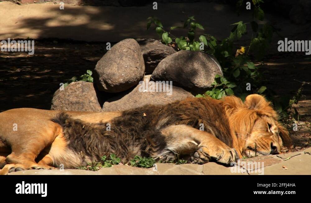 Lion full body Stock Videos & Footage - HD and 4K Video Clips - Alamy