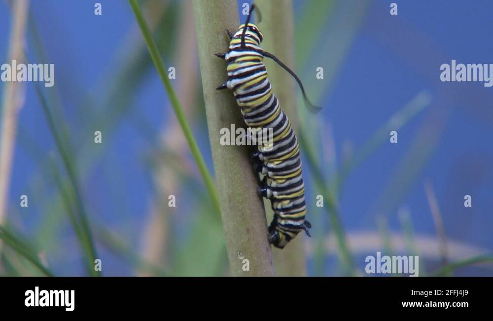 Monarch Caterpillar Larvae Worm Walking Milkweed Black Hills Summer ...