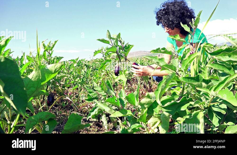 Melongene Stock Videos & Footage - HD and 4K Video Clips - Alamy