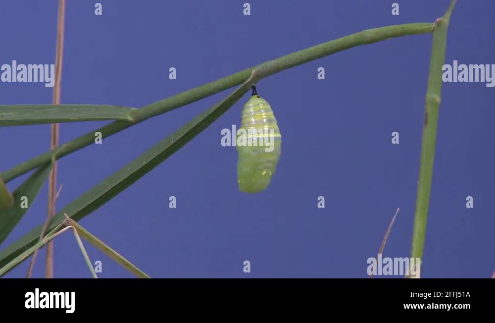 Monarch Caterpillar Larvae Worm Shaking Chrysalis Pupa Cocoon Summer ...