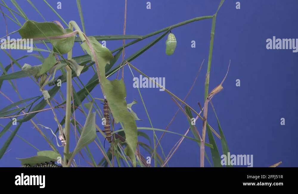 Monarch Caterpillar Larvae Worm Metamorphosis Change Pupae Cocoon ...