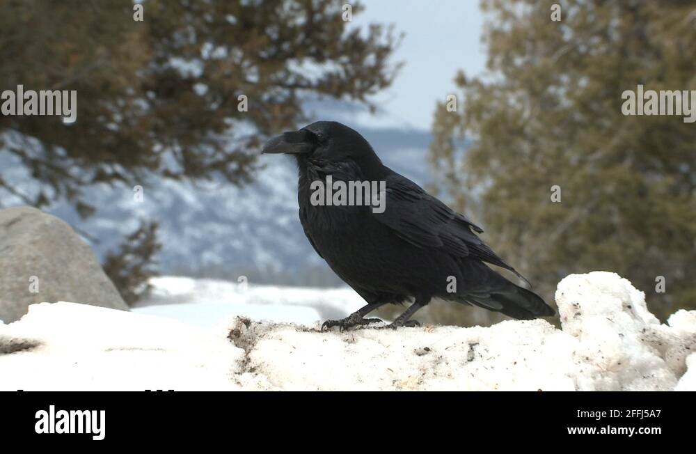 Raven yellowstone yellowstone national park Stock Videos & Footage - HD ...