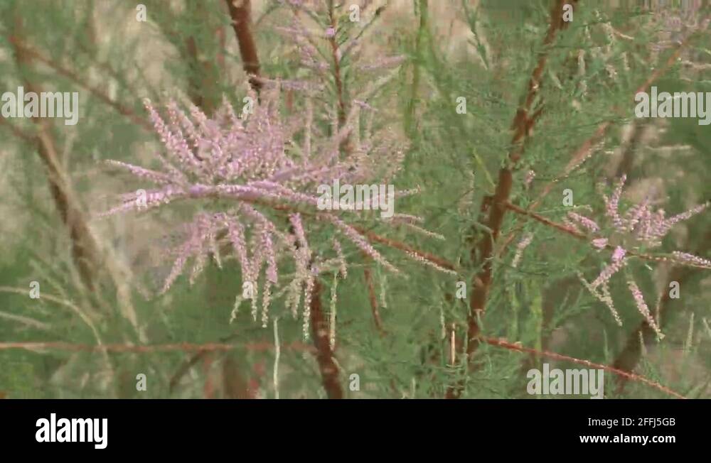 Invasive alien Stock Videos & Footage - HD and 4K Video Clips - Alamy