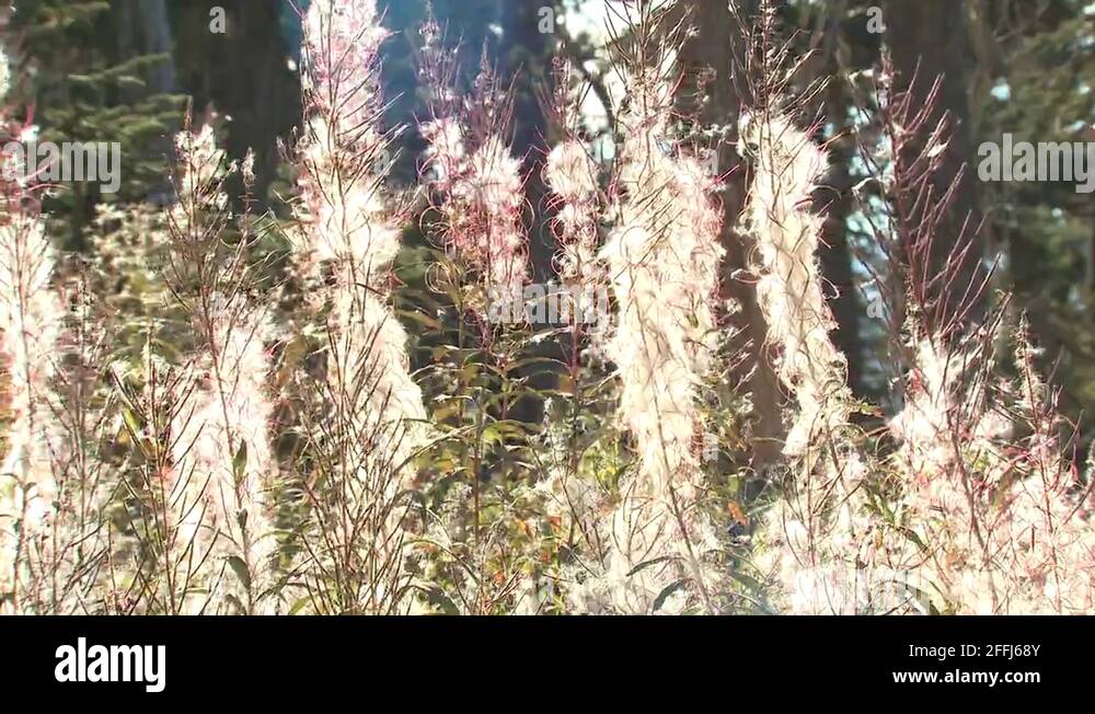 Seed dispersal wind Stock Videos & Footage - HD and 4K Video Clips - Alamy