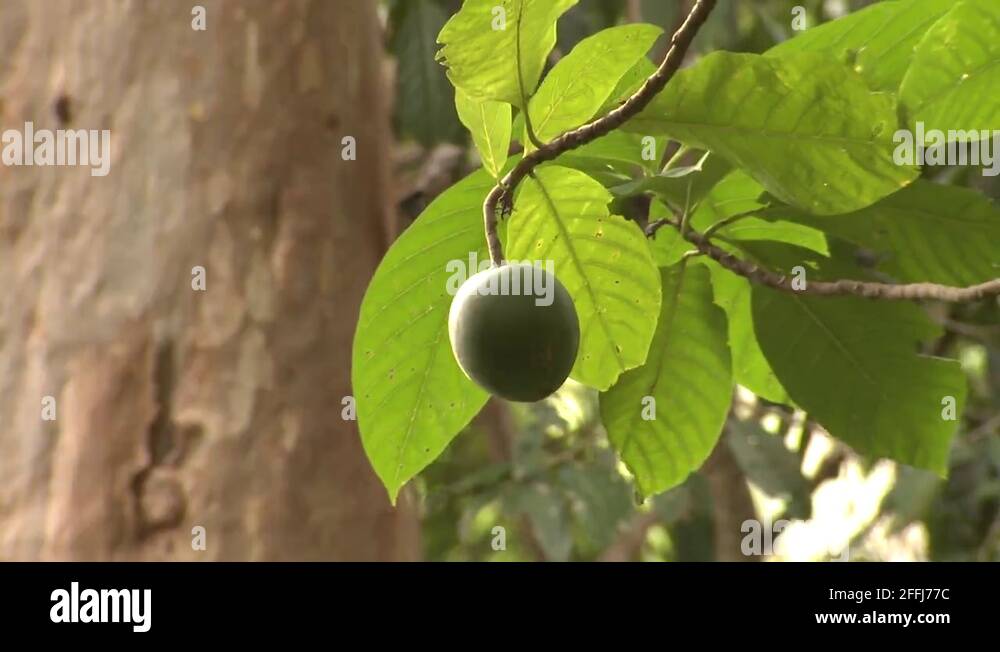 Fruit plants jungle Stock Videos & Footage - HD and 4K Video Clips - Alamy