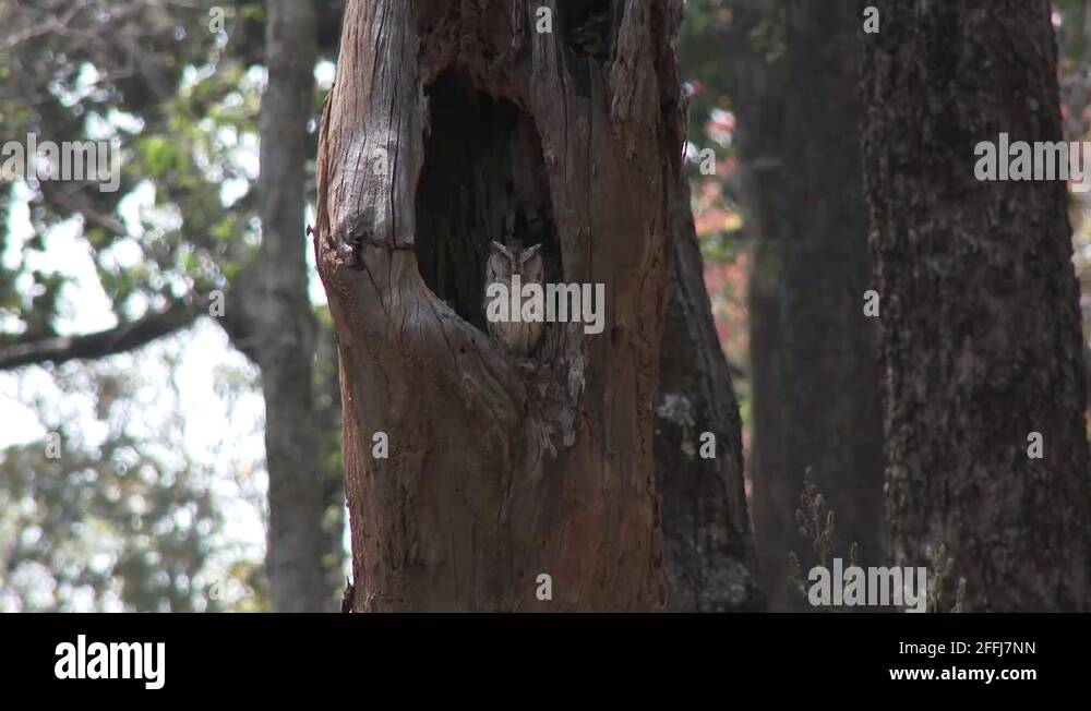 Cavity tree Stock Videos & Footage - HD and 4K Video Clips - Alamy