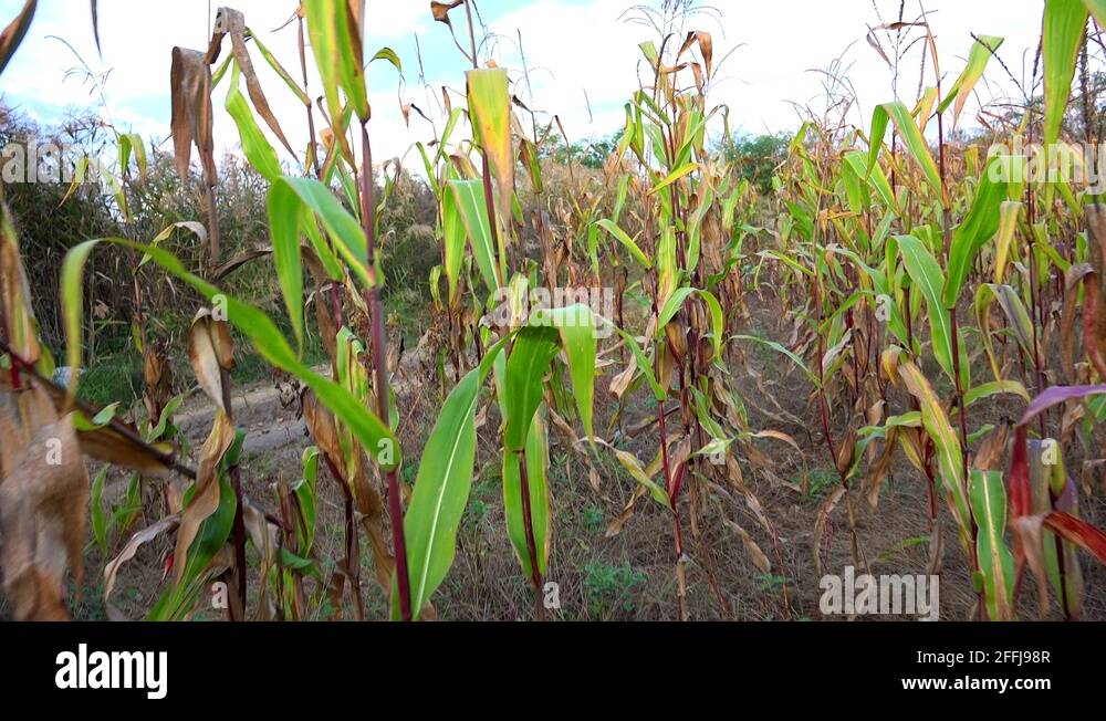 Maizekernels Stock Videos & Footage - HD and 4K Video Clips - Alamy