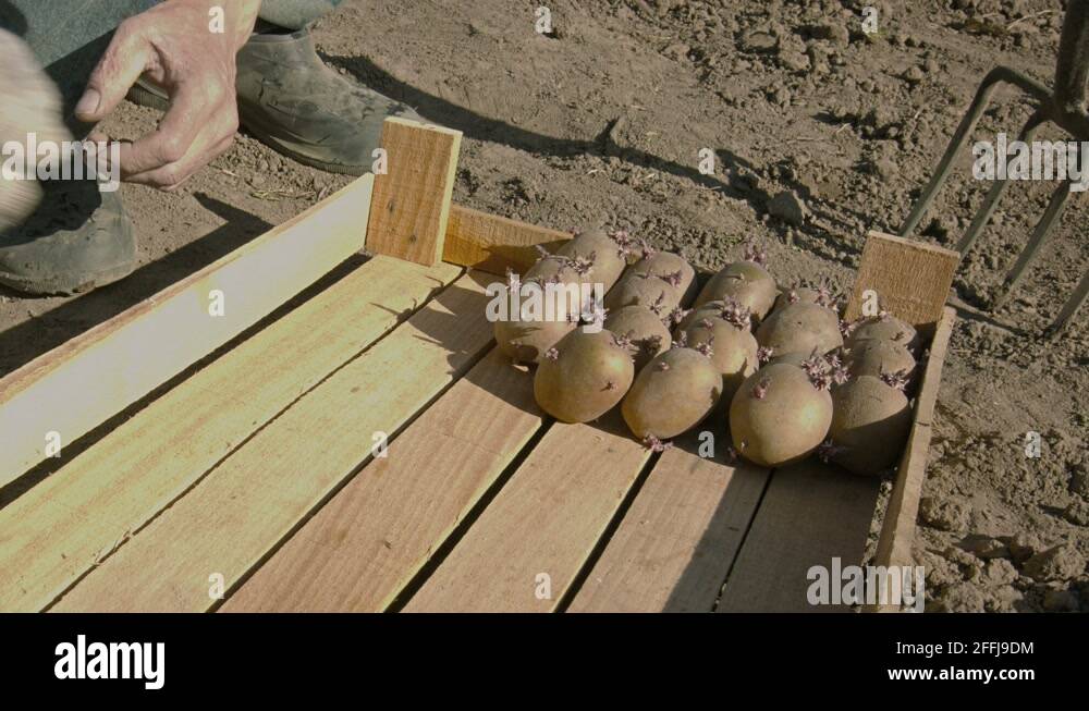 Ground potato Stock Videos & Footage - HD and 4K Video Clips - Alamy