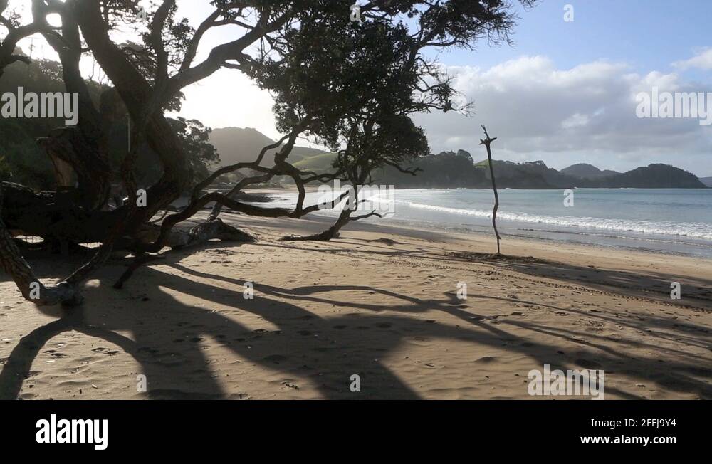 Pohutukawa tree and beach Stock Videos & Footage - HD and 4K Video ...