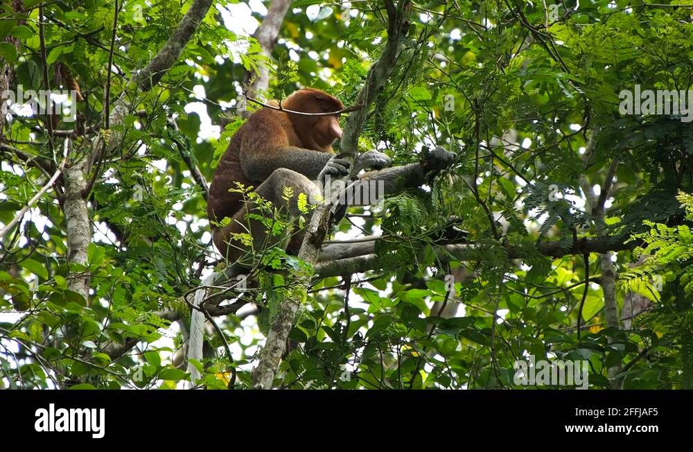 Bako national park proboscis monkey Stock Videos & Footage - HD and 4K ...