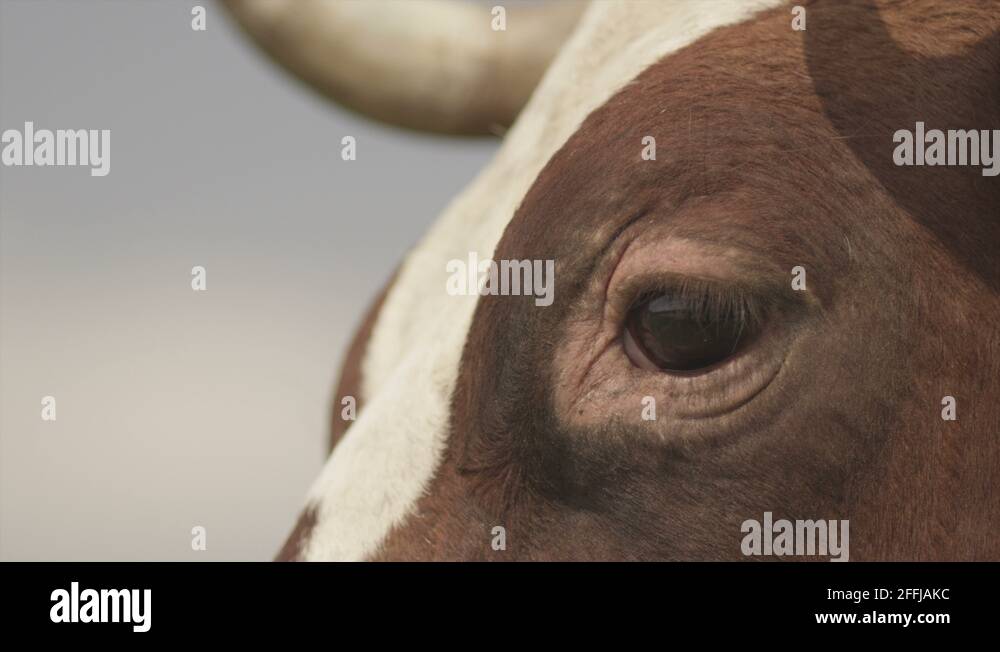 Close up bull eye Stock Videos & Footage - HD and 4K Video Clips - Alamy
