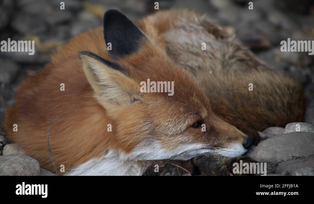 Vulpes vulpes wolf fox dog Stock Videos & Footage - HD and 4K Video ...