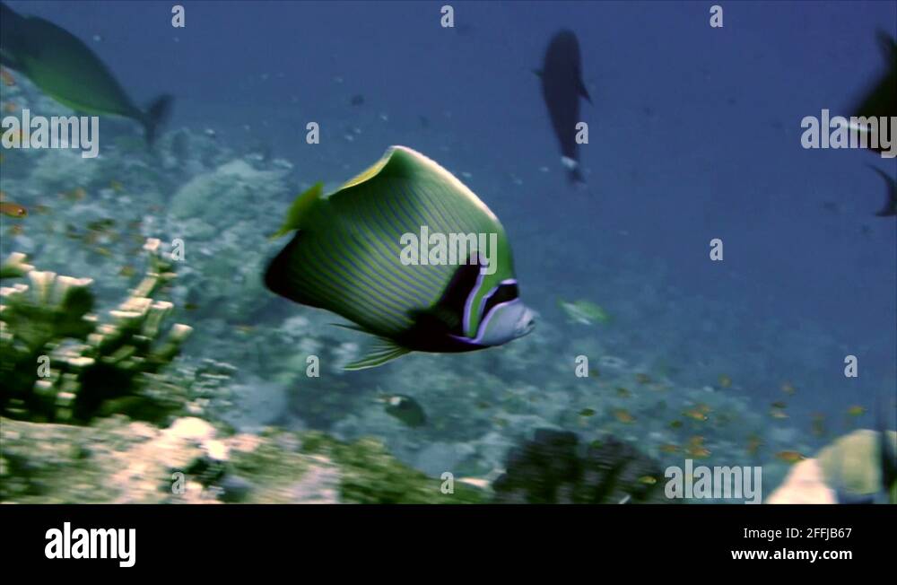 Underwater view of emperor angelfish Stock Videos & Footage - HD and 4K ...