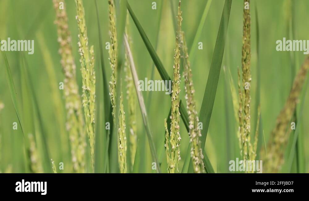 Rice spike Stock Videos & Footage - HD and 4K Video Clips - Alamy