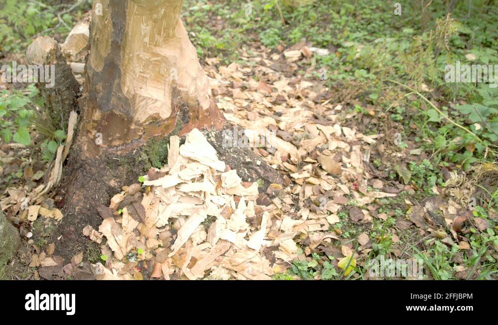Beaver gnawing tree Stock Videos & Footage - HD and 4K Video Clips - Alamy
