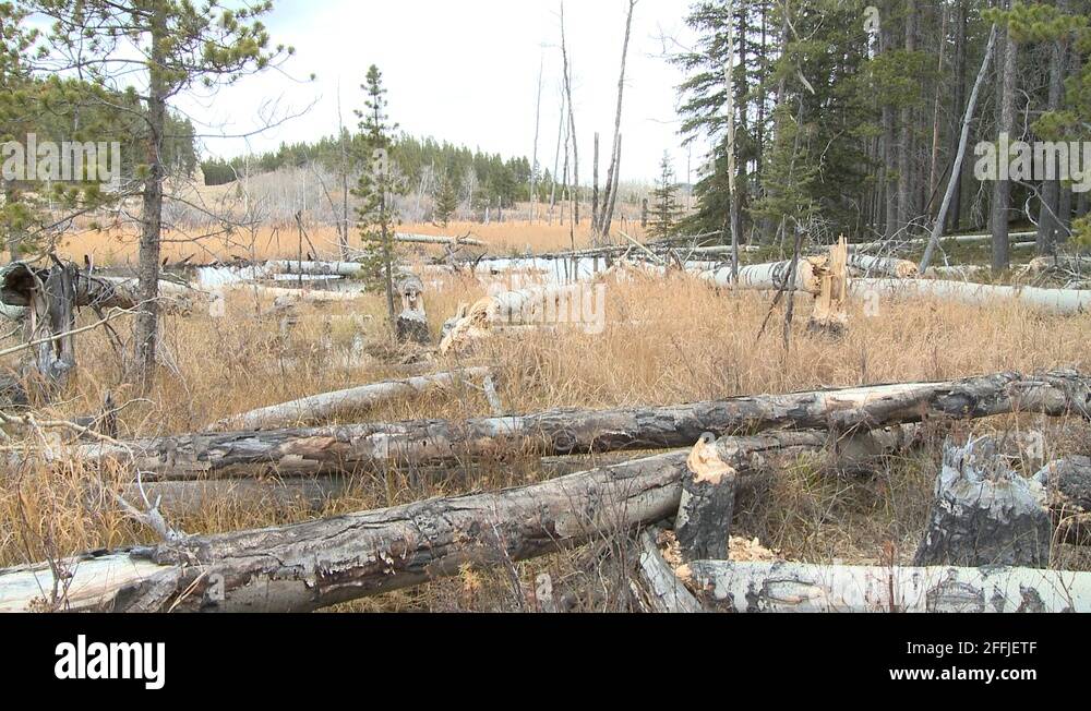 Beaver (cut or cutting) tree Stock Videos & Footage - HD and 4K Video ...