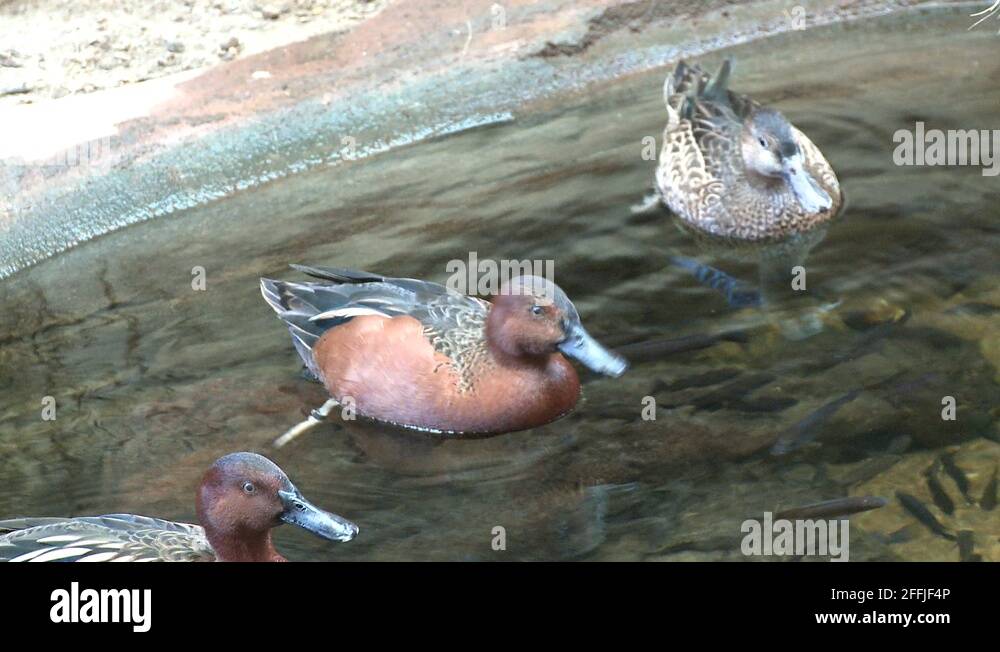 Swimming hen Stock Videos & Footage - HD and 4K Video Clips - Alamy