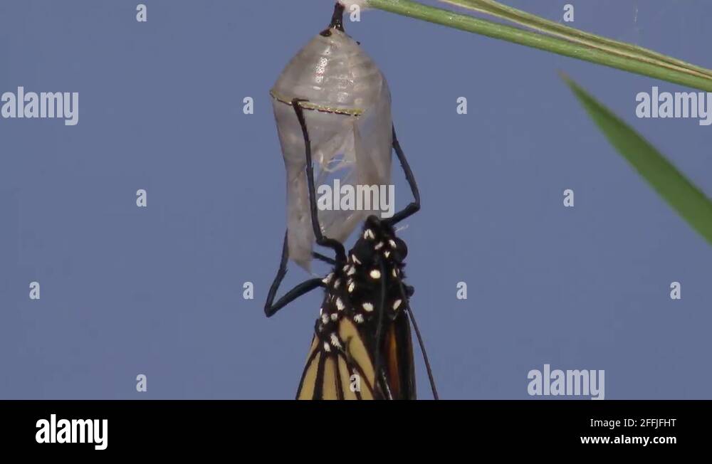 Monarch Caterpillar Larvae Worm Metamorphosis Change Cocoon Chrysalis ...