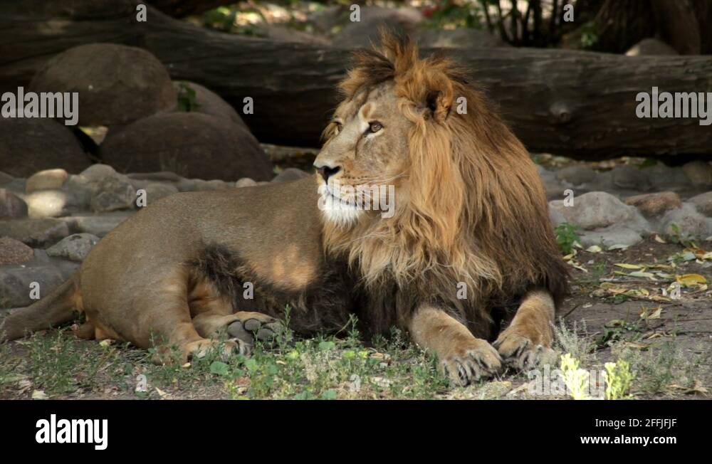 Male lion full view Stock Videos & Footage - HD and 4K Video Clips - Alamy