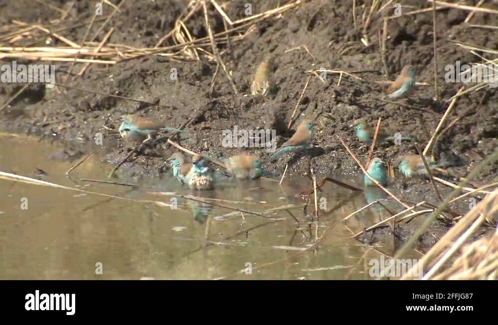 South africa water birds Stock Videos & Footage - HD and 4K Video Clips ...