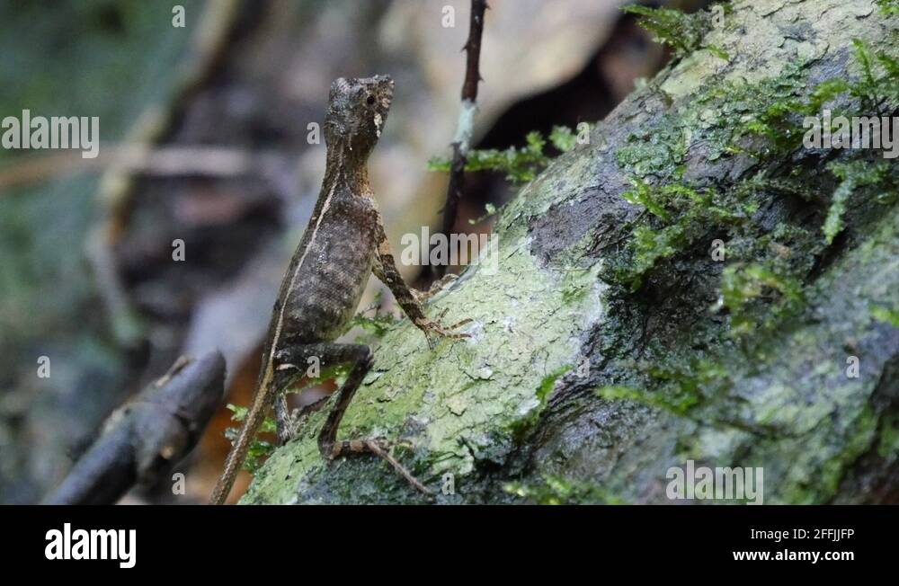 Kangaroo lizard Stock Videos & Footage - HD and 4K Video Clips - Alamy