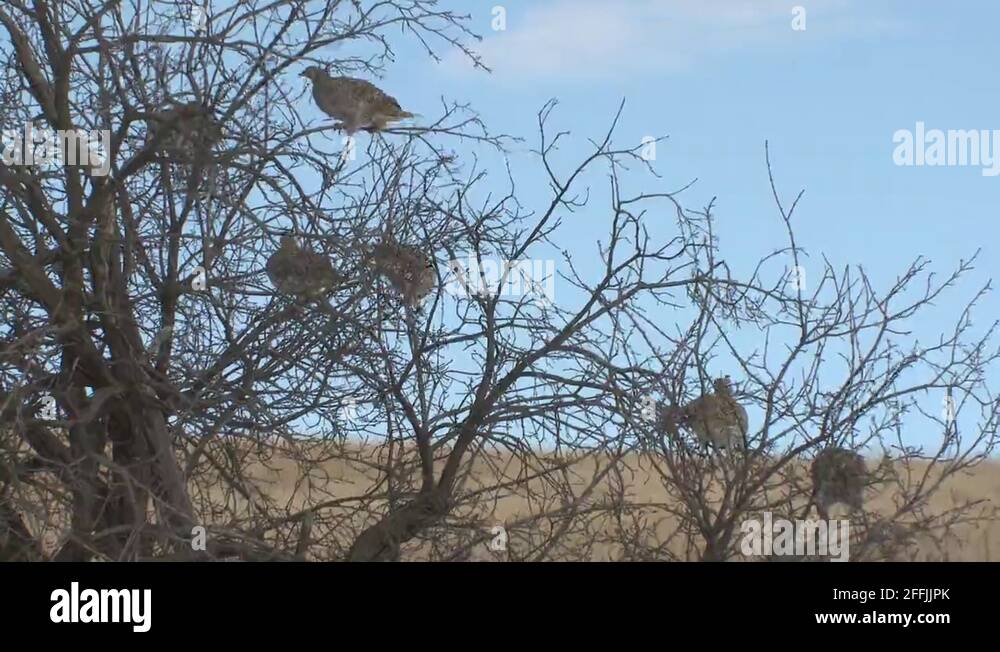 Sharp-Tailed Grouse Adult Eating Several Custer State Park Tree ...