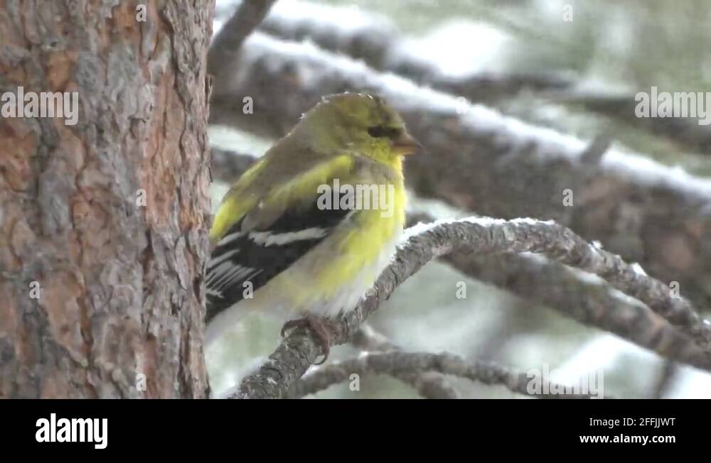 Adult goldfinch Stock Videos & Footage - HD and 4K Video Clips - Alamy