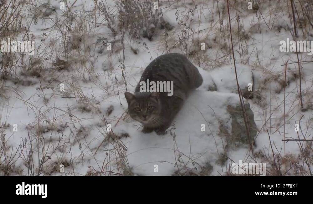 North america wild cats Stock Videos & Footage - HD and 4K Video Clips ...