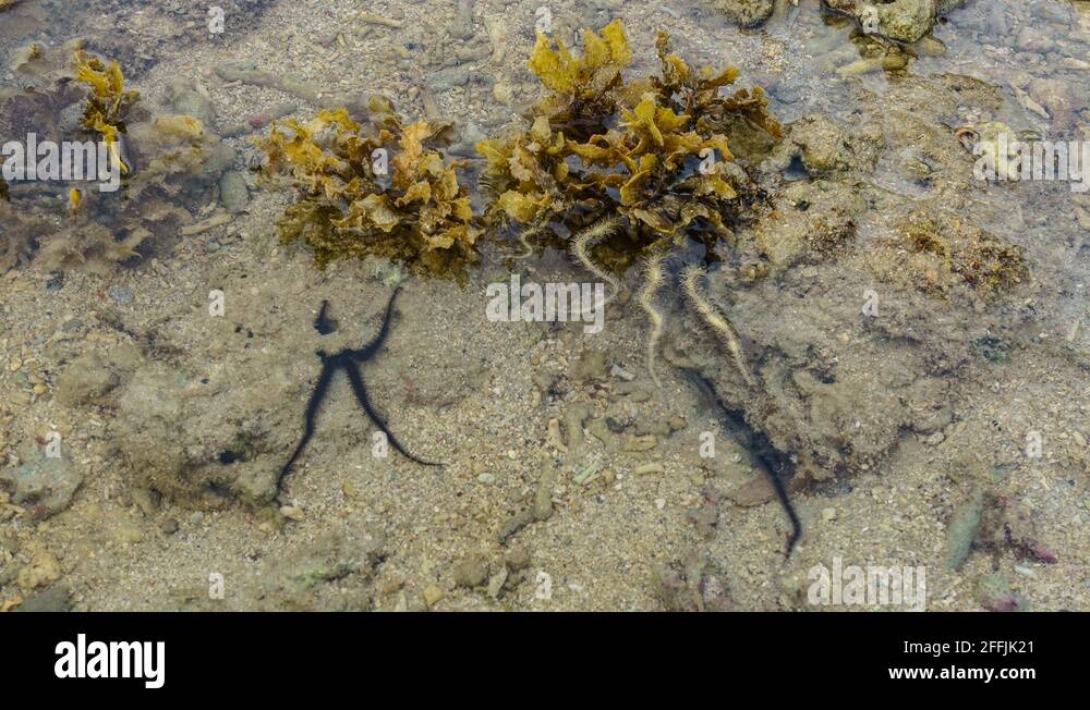 Tidal habitat Stock Videos & Footage - HD and 4K Video Clips - Alamy